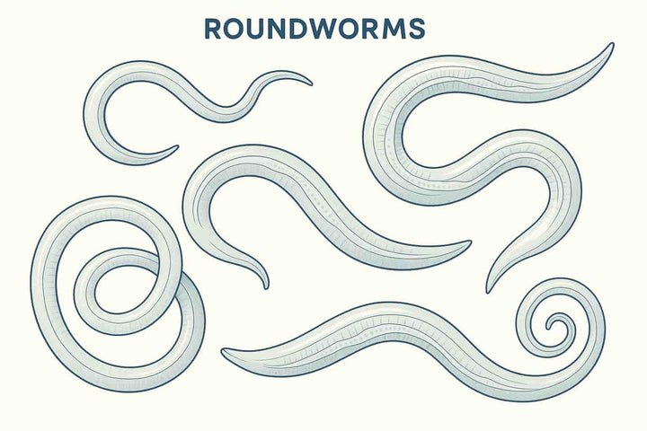 Combantrin® USA | Chocolate Squares for Pinworm Treatment – Combantrin USA